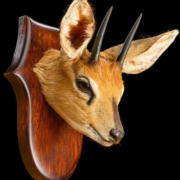 STEENBUCK Taxidermy South Africa | Get STEENBUCK Trophy Quote