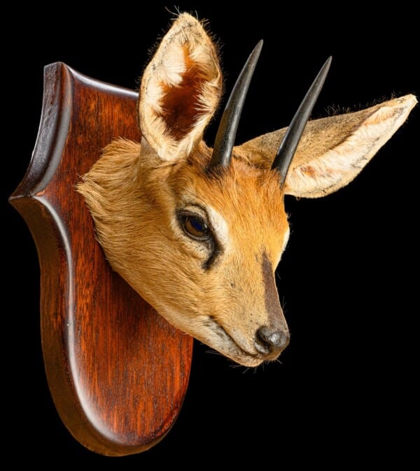STEENBUCK Taxidermy South Africa | Get STEENBUCK Trophy Quote