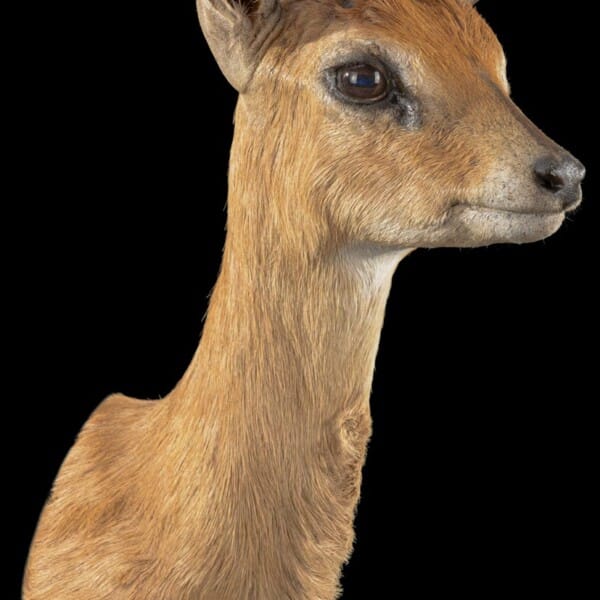 STEENBUCK Taxidermy South Africa | Get STEENBUCK Trophy Quote
