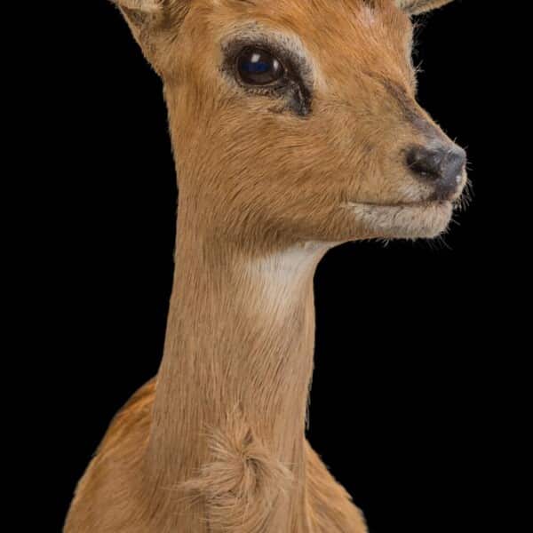 STEENBUCK Taxidermy South Africa | Get STEENBUCK Trophy Quote