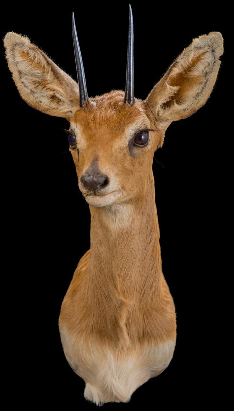 STEENBUCK Taxidermy South Africa | Get STEENBUCK Trophy Quote