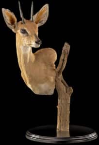 STEENBUCK Taxidermy South Africa - Life-form Taxidermy