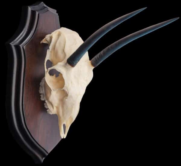 STEENBUCK Taxidermy South Africa | Get STEENBUCK Trophy Quote