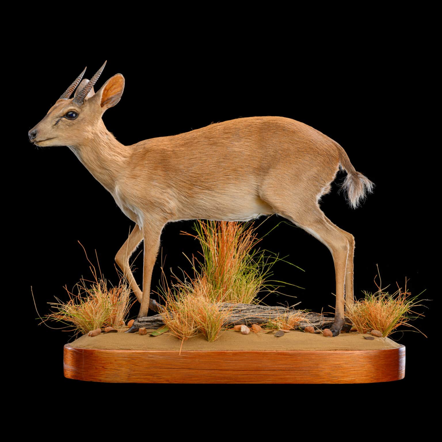 SUNI Taxidermy South Africa | Get SUNI Trophy Quote