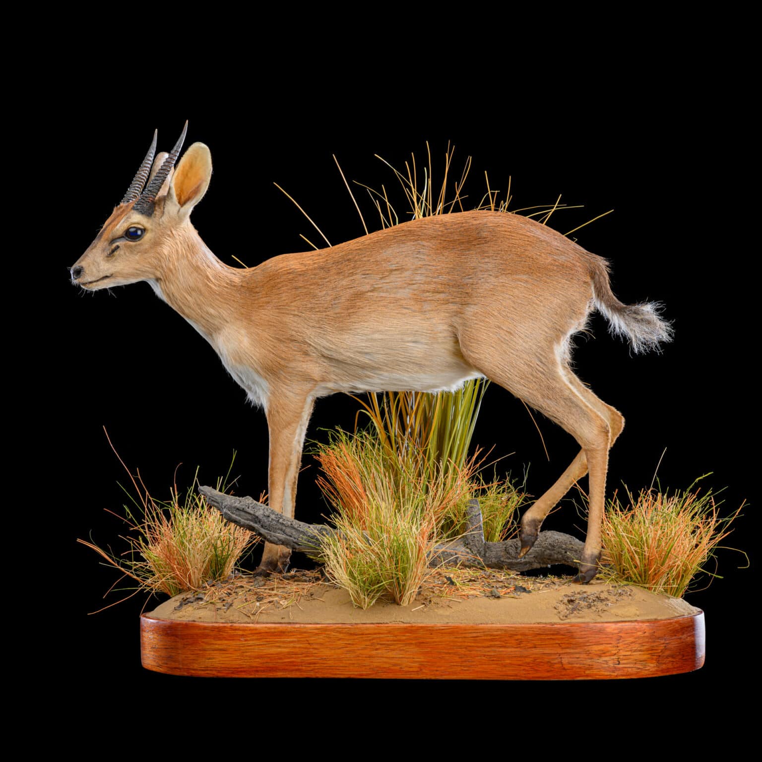 SUNI Taxidermy South Africa | Get SUNI Trophy Quote