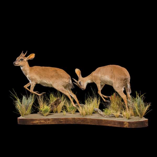 SUNI Taxidermy South Africa | Get SUNI Trophy Quote