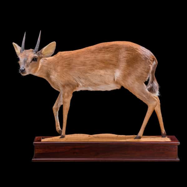 SUNI Taxidermy South Africa | Get SUNI Trophy Quote
