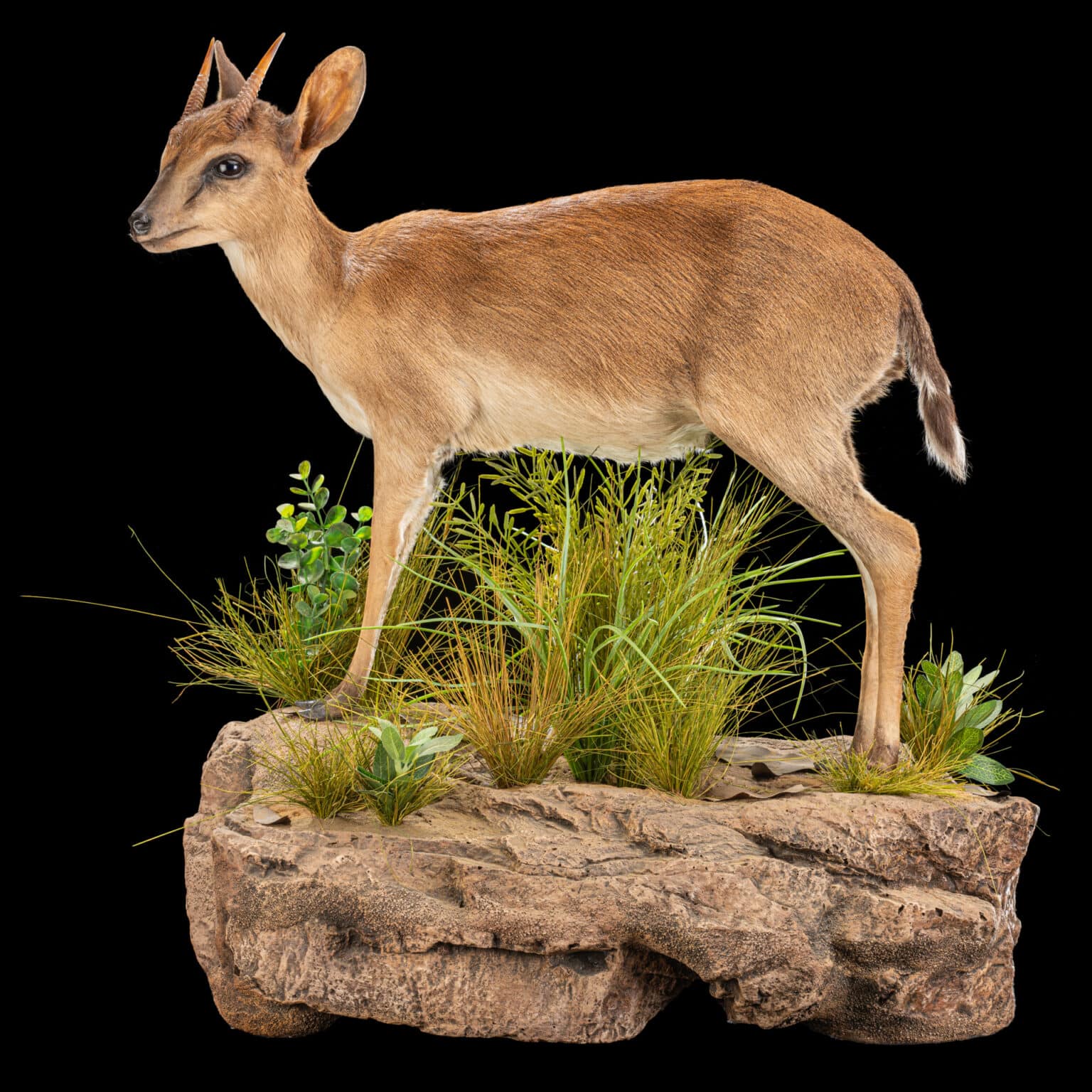 SUNI Taxidermy South Africa | Get SUNI Trophy Quote