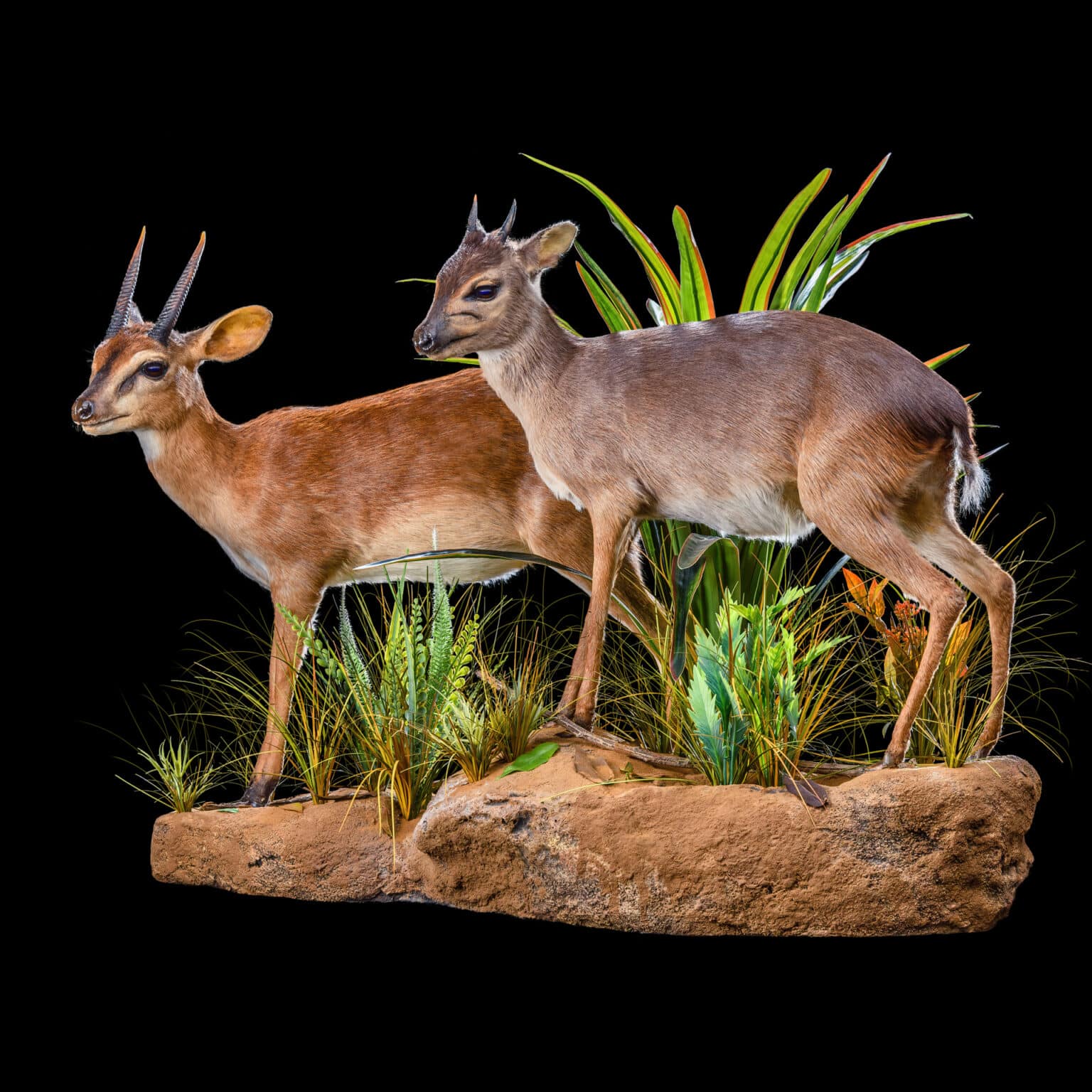 SUNI Taxidermy South Africa | Get SUNI Trophy Quote