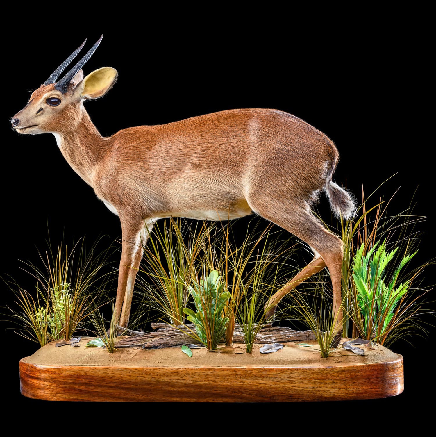 SUNI Taxidermy South Africa | Get SUNI Trophy Quote