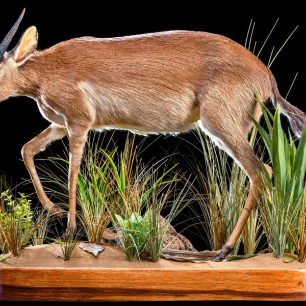 SUNI Taxidermy South Africa | Get SUNI Trophy Quote