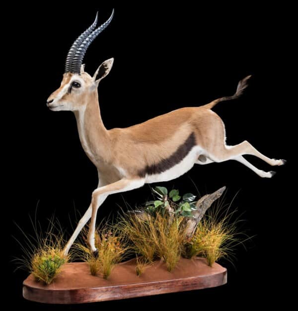 GAZELLE Taxidermy South Africa - Life-form Taxidermy