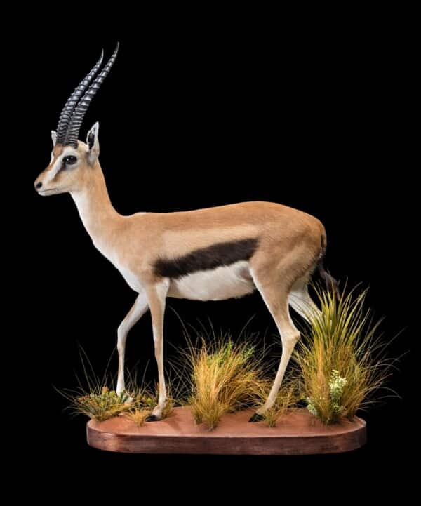 GAZELLE Taxidermy South Africa | Get GAZELLE Trophy Quote