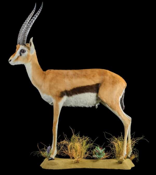 GAZELLE Taxidermy South Africa | Get GAZELLE Trophy Quote