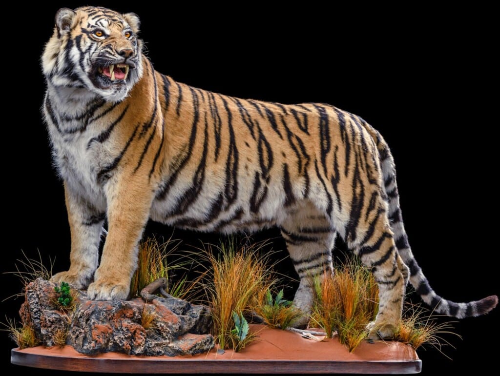 TIGER Taxidermy South Africa - Life-form Taxidermy