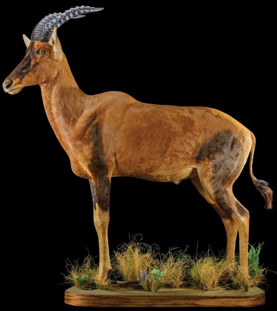 TOPI Taxidermy South Africa - Life-form Taxidermy