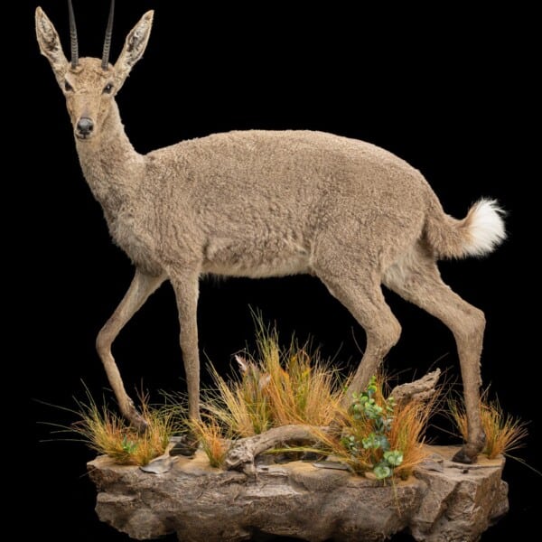 RHEBUCK Taxidermy South Africa | Get RHEBUCK Trophy Quote