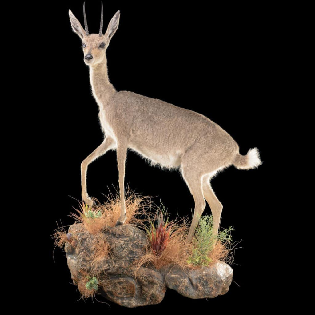 ADDAX Taxidermy South Africa | Get ADDAX Trophy Quote