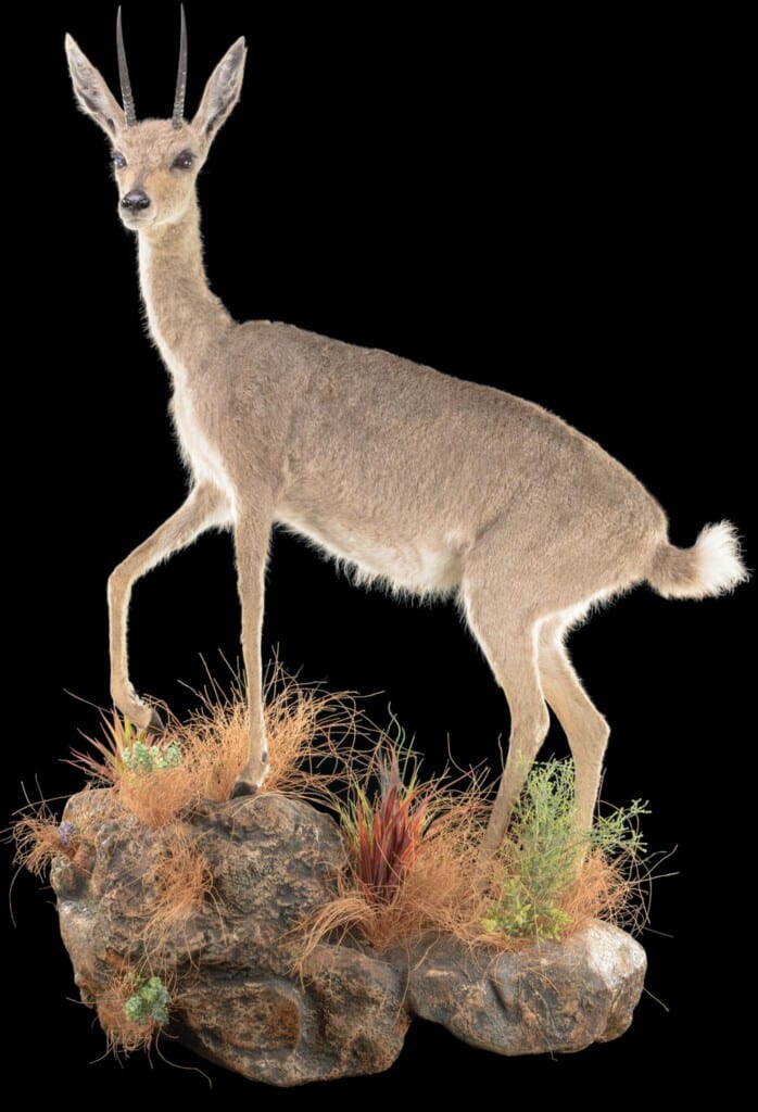 RHEBUCK Taxidermy South Africa - Life-form Taxidermy