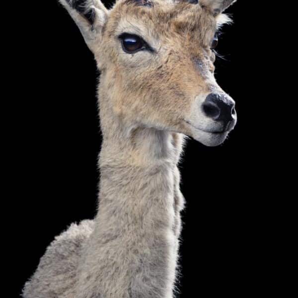 RHEBUCK Taxidermy South Africa | Get RHEBUCK Trophy Quote