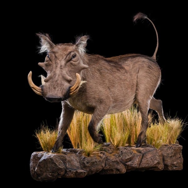 ADDAX Taxidermy South Africa | Get ADDAX Trophy Quote