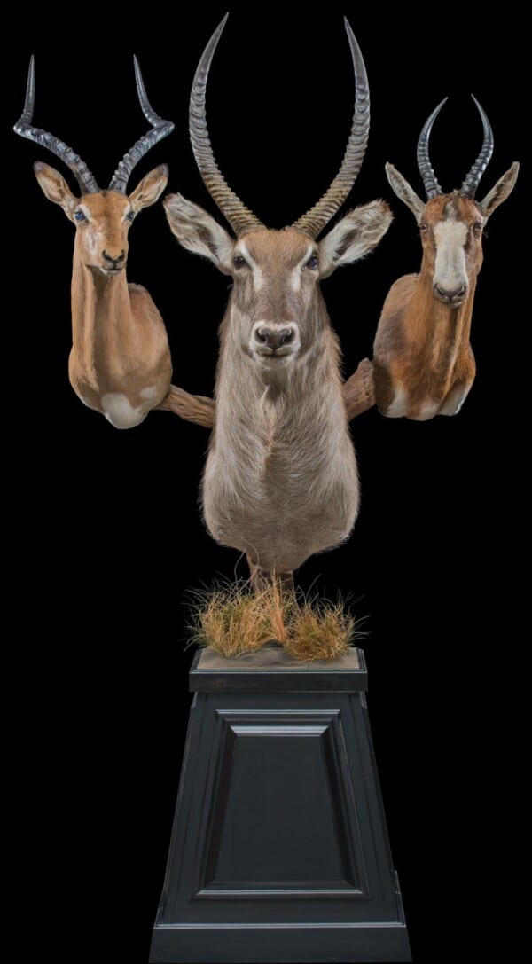 WATERBUCK Taxidermy South Africa | WATERBUCK Trophy Quote