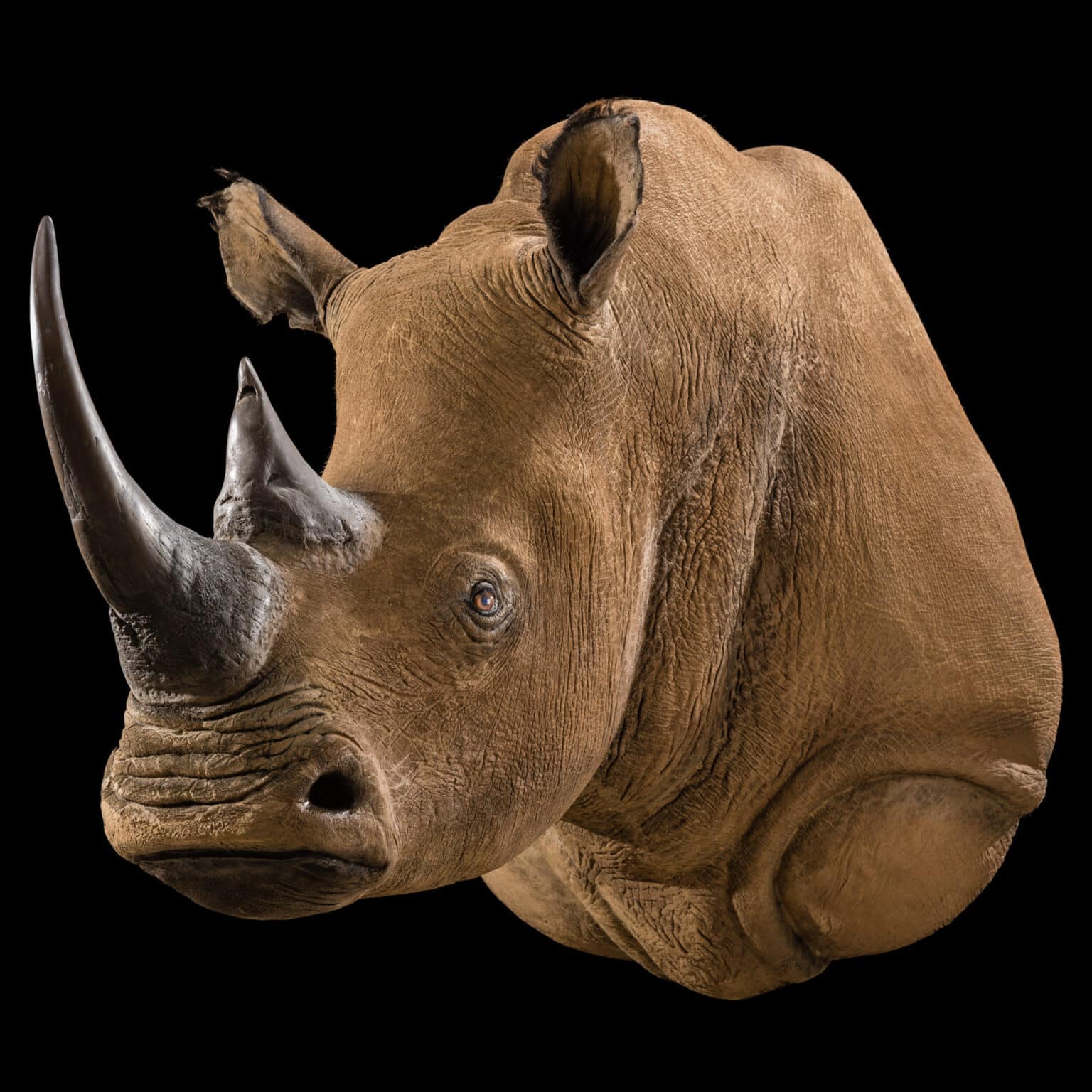 RHINO Taxidermy South Africa | Get RHINO Trophy Quote