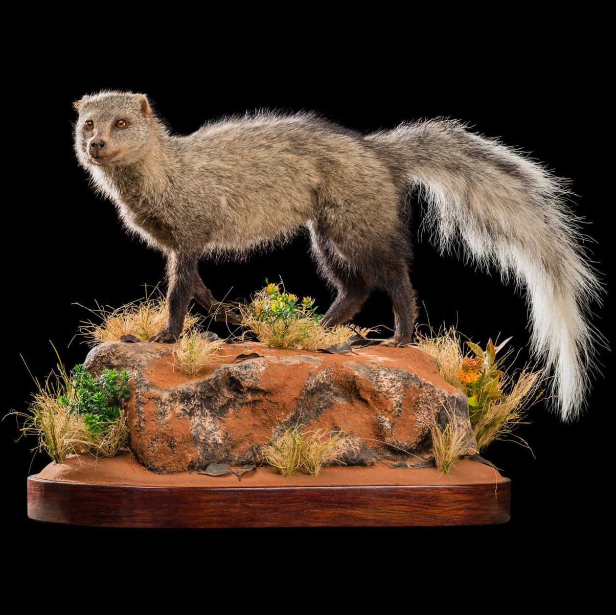 MONGOOSE Taxidermy South Africa | Get MONGOOSE Trophy Quote