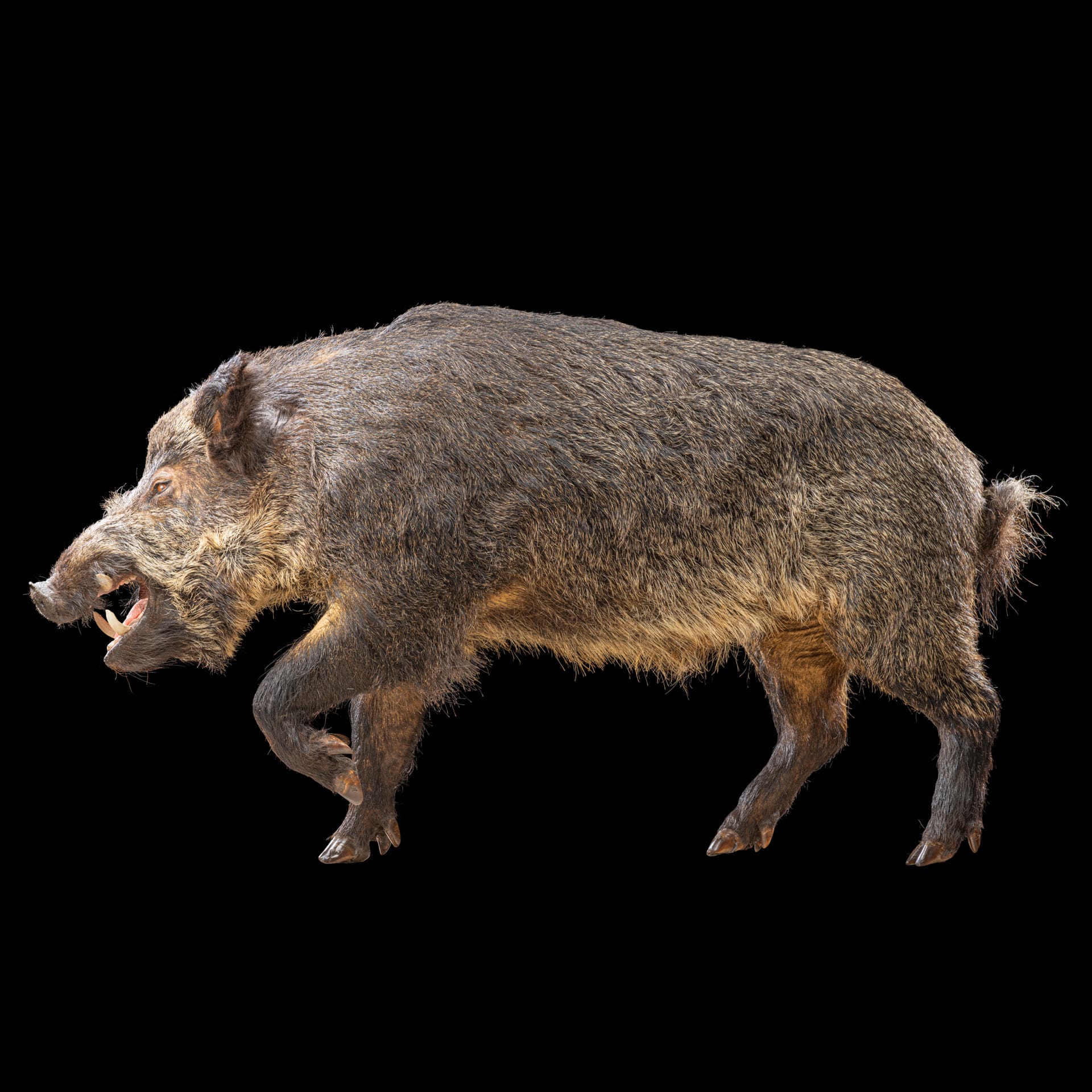 WILD BOAR Taxidermy South Africa | Get WILD BOAR Trophy Quote