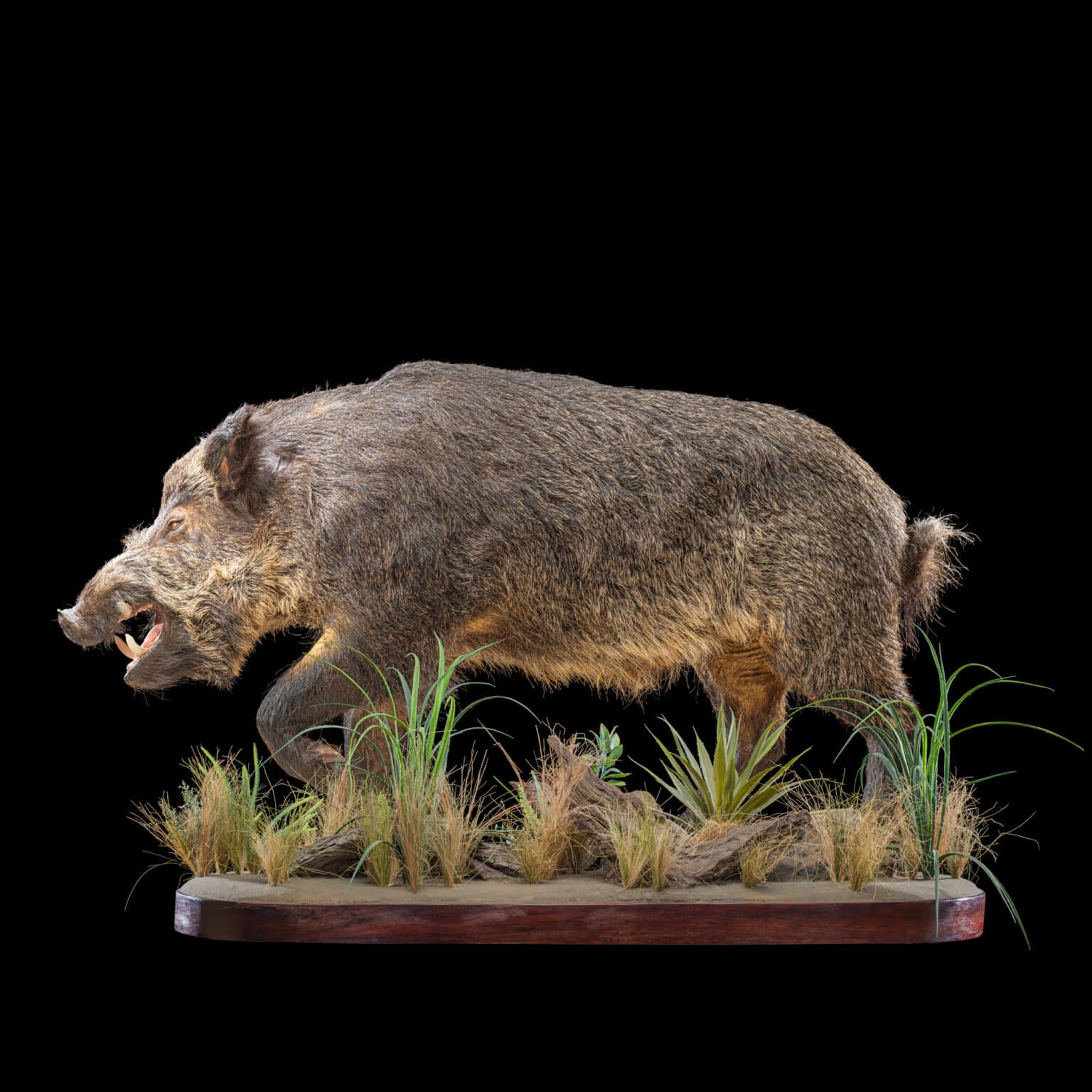 WILD BOAR Taxidermy South Africa | Get WILD BOAR Trophy Quote
