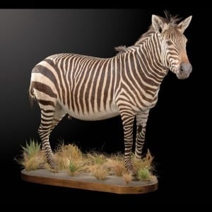 IBEX - Life-form Taxidermy