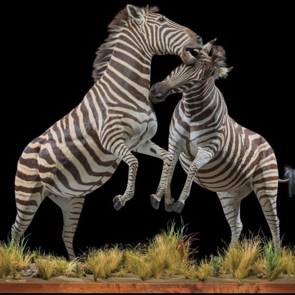 Zebra Half Mount with wooden pedestal -DD322 Archives - Life-form Taxidermy