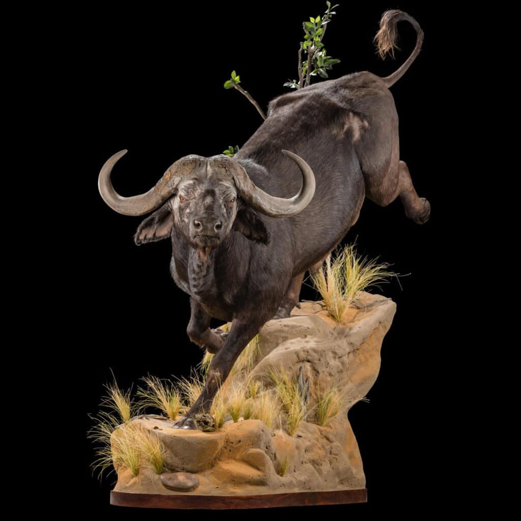 Gallery | View Our Products | Life-Form Taxidermy Collection