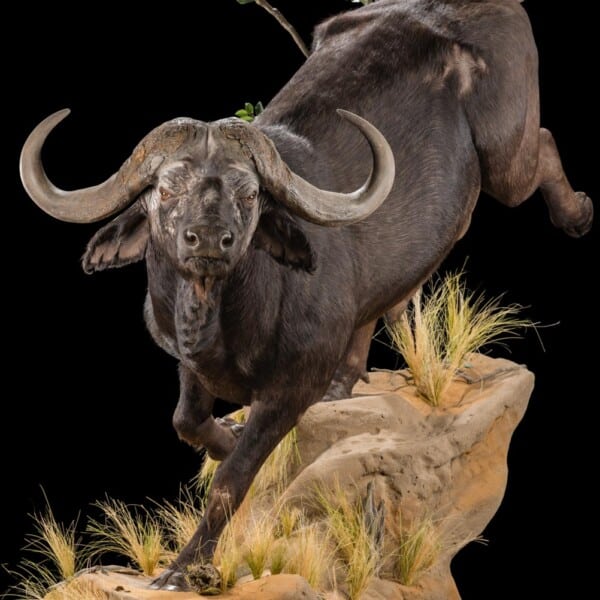 Buffalo Fullskull Bleach & Clean - FF 057 Archives - Life-form Taxidermy