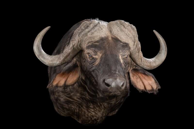 BUFFALO Taxidermy South Africa | Get BUFFALO Trophy Quote