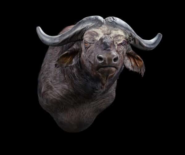 BUFFALO Taxidermy South Africa | Get BUFFALO Trophy Quote