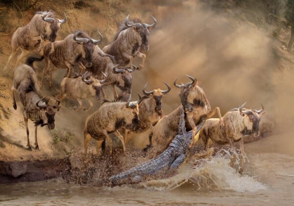 WILDEBEEST Taxidermy South Africa | WILDEBEEST Trophy Quote