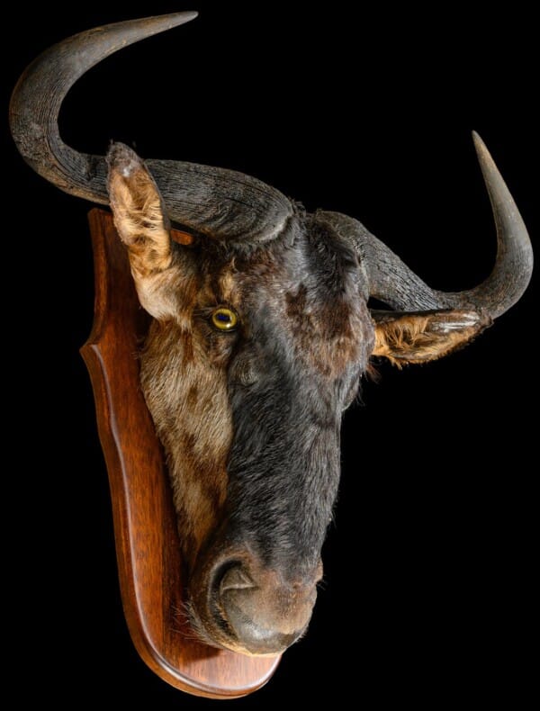 WILDEBEEST Taxidermy South Africa | WILDEBEEST Trophy Quote
