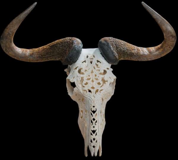 WILDEBEEST Taxidermy South Africa | WILDEBEEST Trophy Quote
