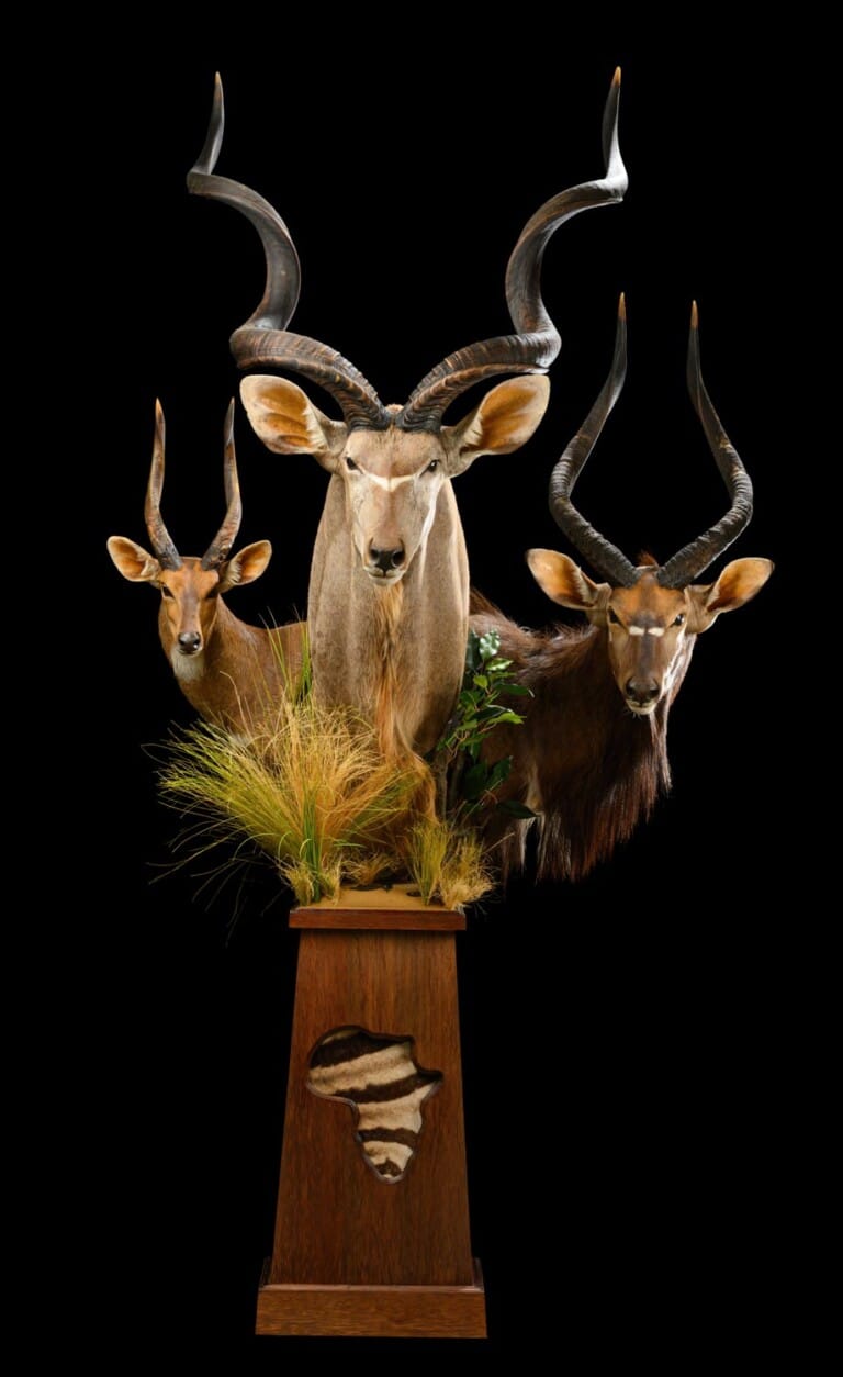 BUSHBUCK Taxidermy South Africa | BUSHBUCK Trophy Quote