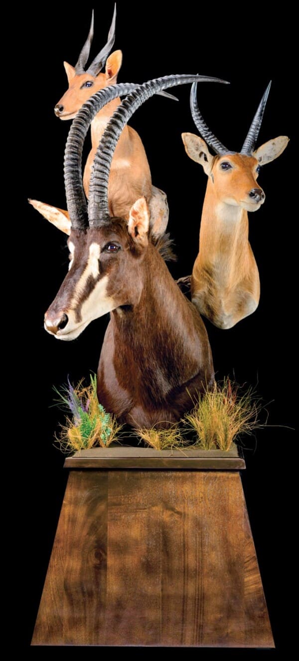 BUSHBUCK Taxidermy South Africa | BUSHBUCK Trophy Quote