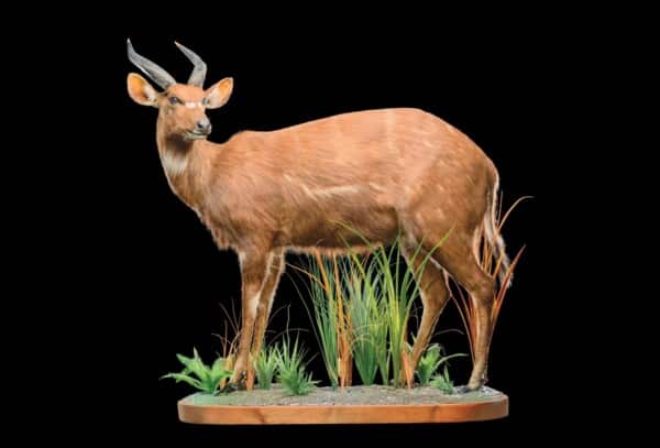 BUSHBUCK Taxidermy South Africa | BUSHBUCK Trophy Quote