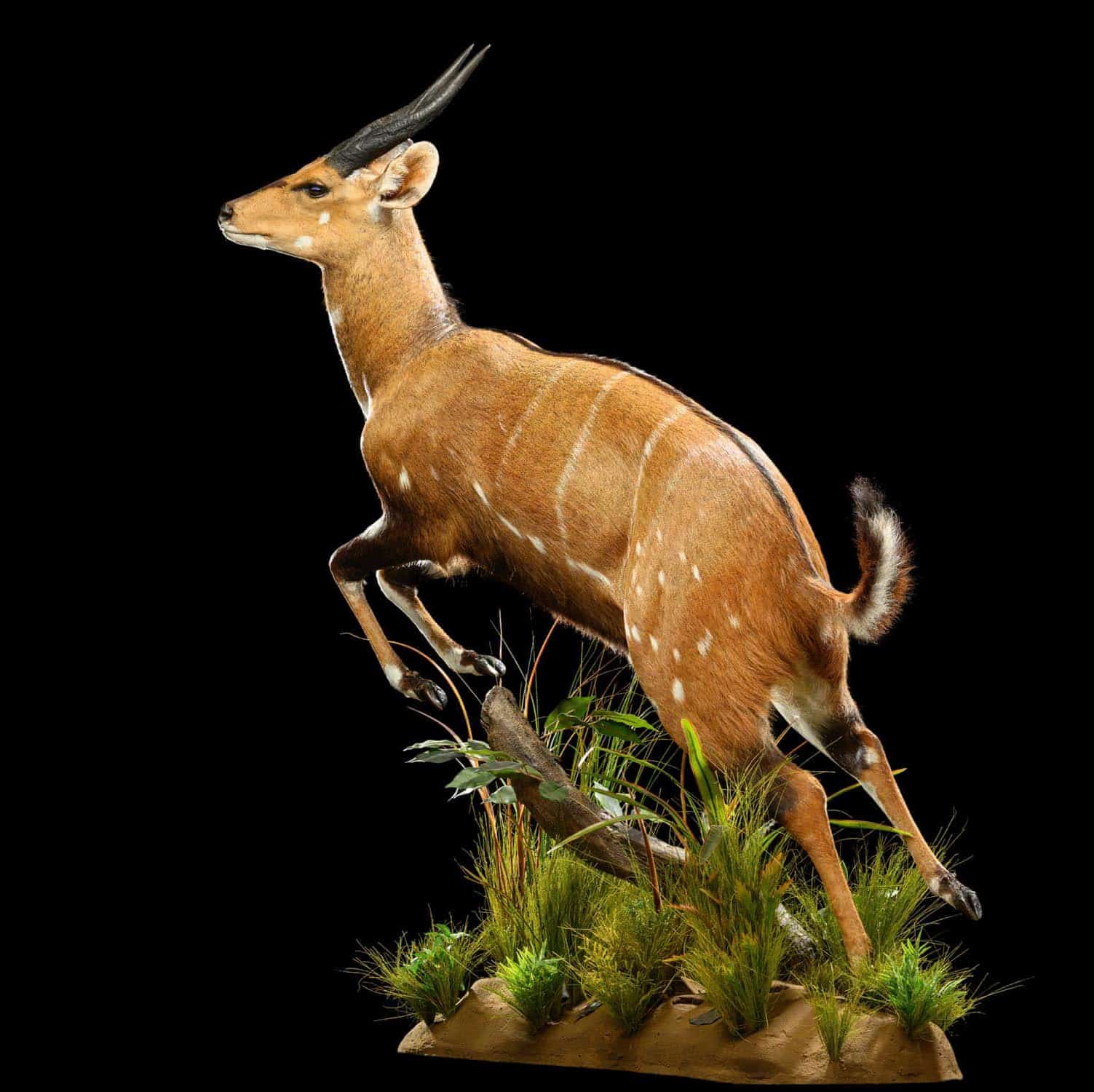BUSHBUCK Taxidermy South Africa | BUSHBUCK Trophy Quote