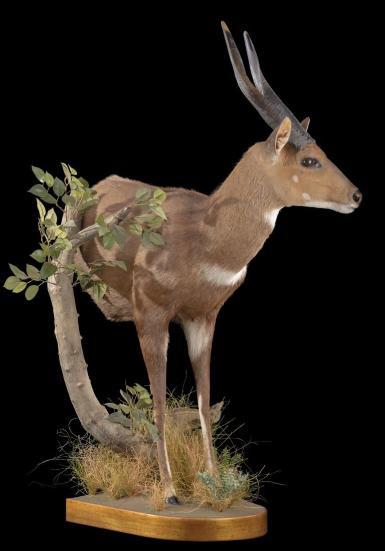 BUSHBUCK Taxidermy South Africa | BUSHBUCK Trophy Quote