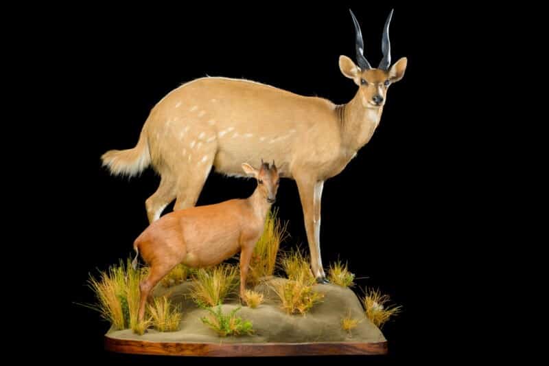 BUSHBUCK Taxidermy South Africa | BUSHBUCK Trophy Quote