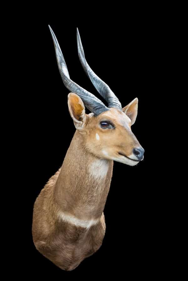 BUSHBUCK Taxidermy South Africa | BUSHBUCK Trophy Quote