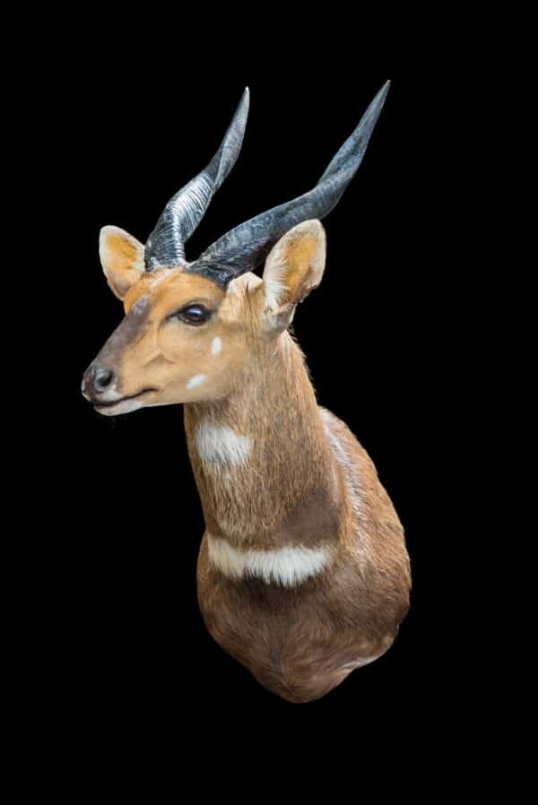 BUSHBUCK Taxidermy South Africa | BUSHBUCK Trophy Quote