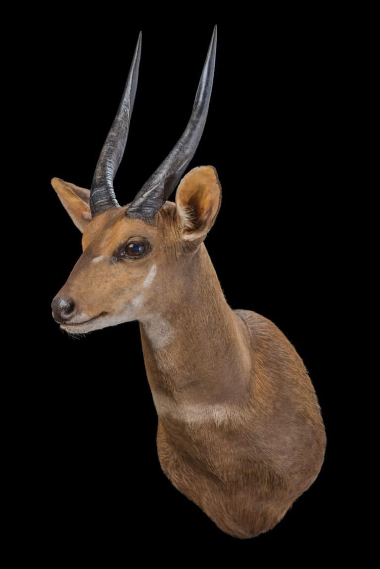 BUSHBUCK Taxidermy South Africa | BUSHBUCK Trophy Quote