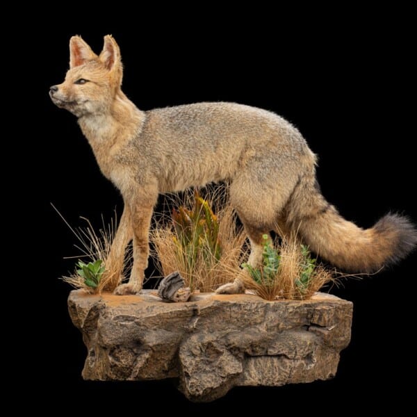 Gallery | View Our Products | Life-Form Taxidermy Collection