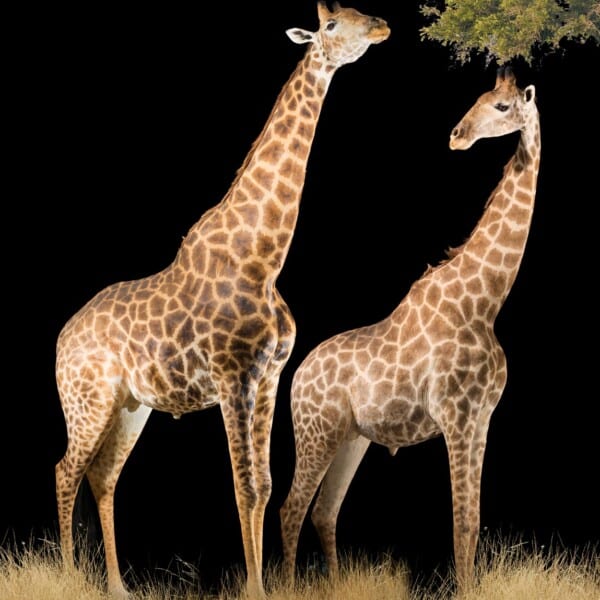 Giraff Neck Mount - DD334 Archives - Life-form Taxidermy